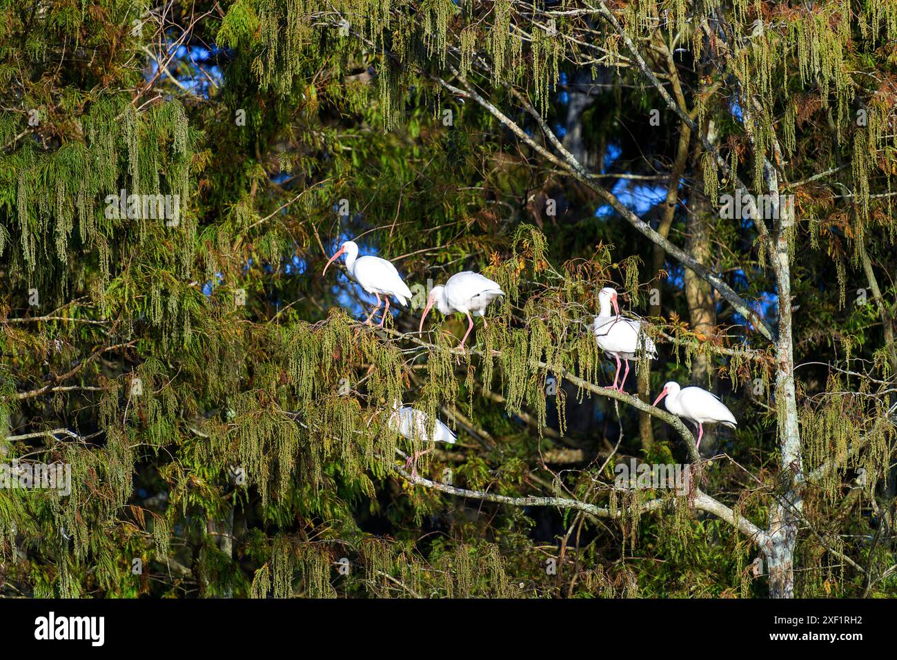 White Ibis sitting on tree limbs Stock Photo - Alamy
