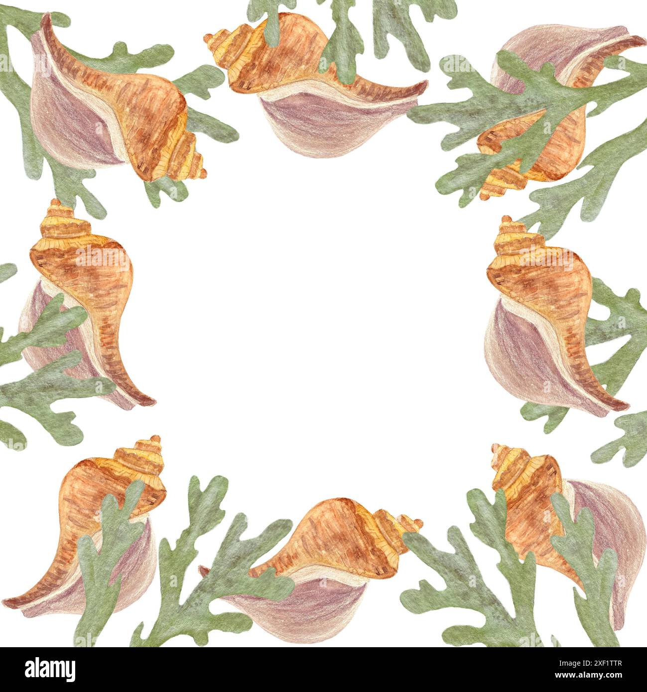 Shell seaweed frame in watercolor hand-drawn isolated on white. High ...