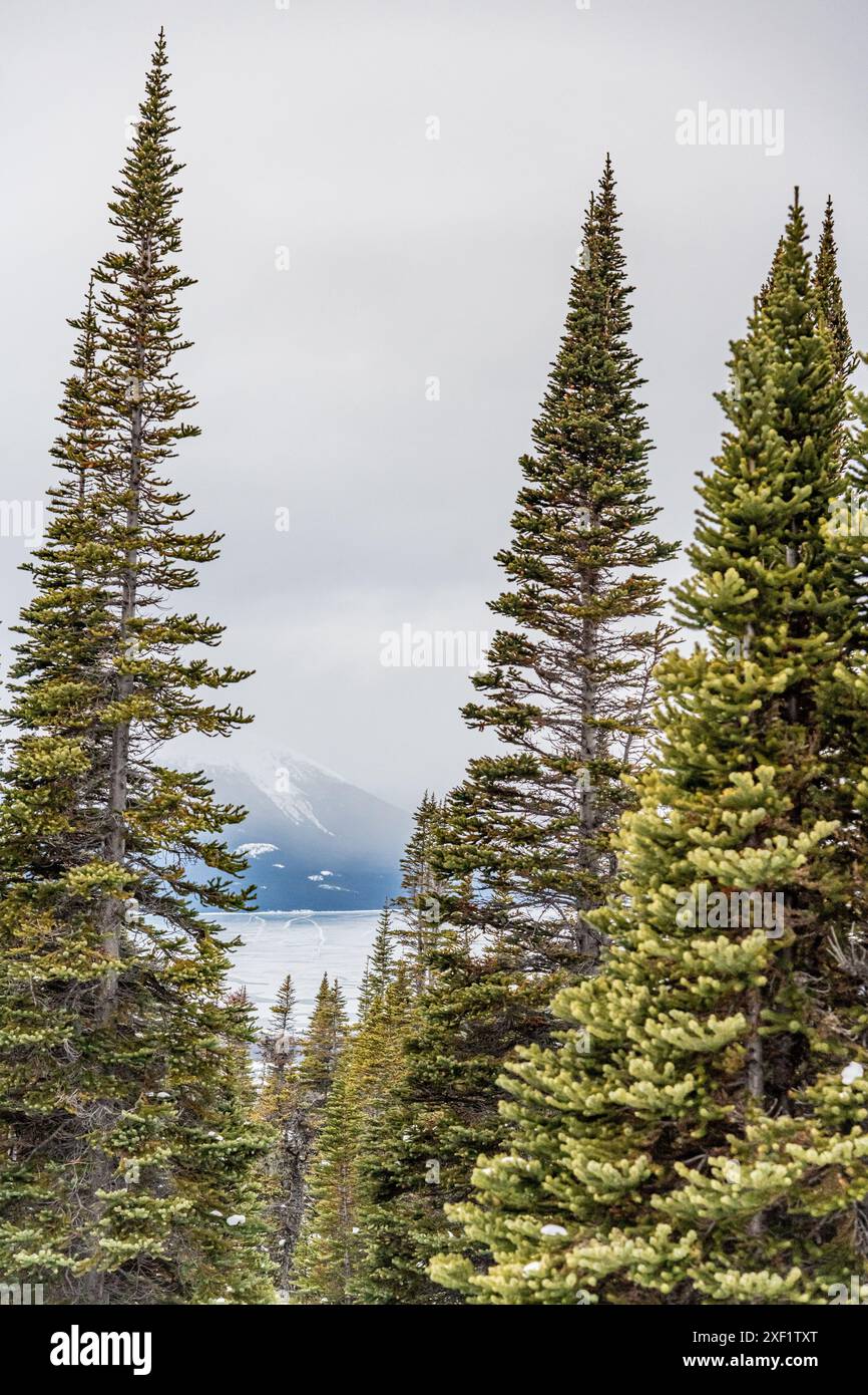 Explore stunning pine forests hi-res stock photography and images - Alamy