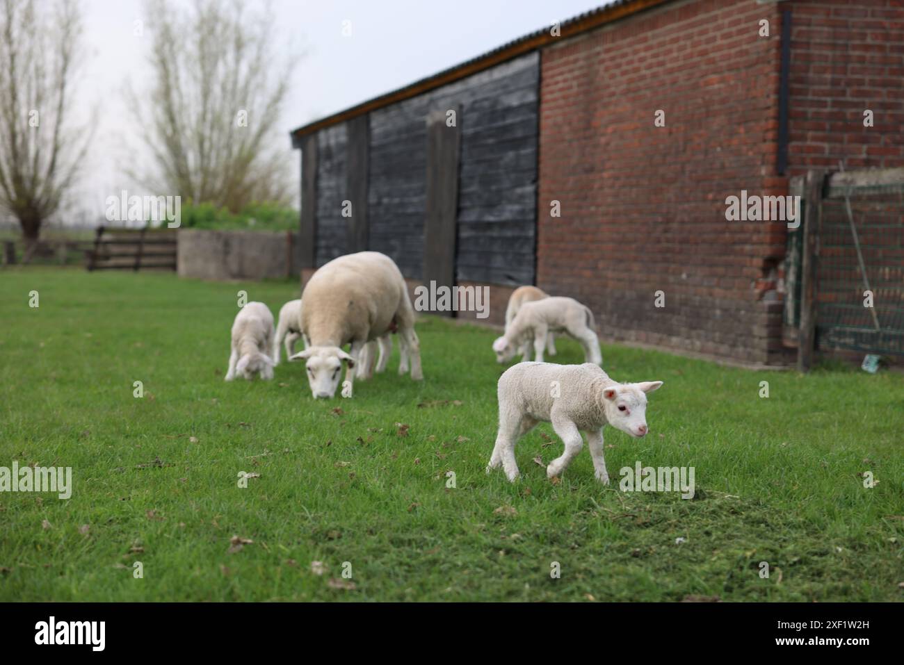 Beautiful sheep farmyard hi-res stock photography and images - Alamy
