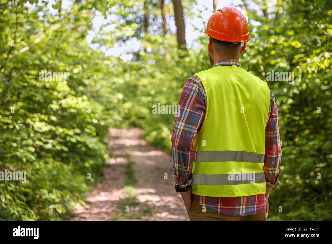 Forester in hard hat examining plants in forest, back view Stock Photo ...