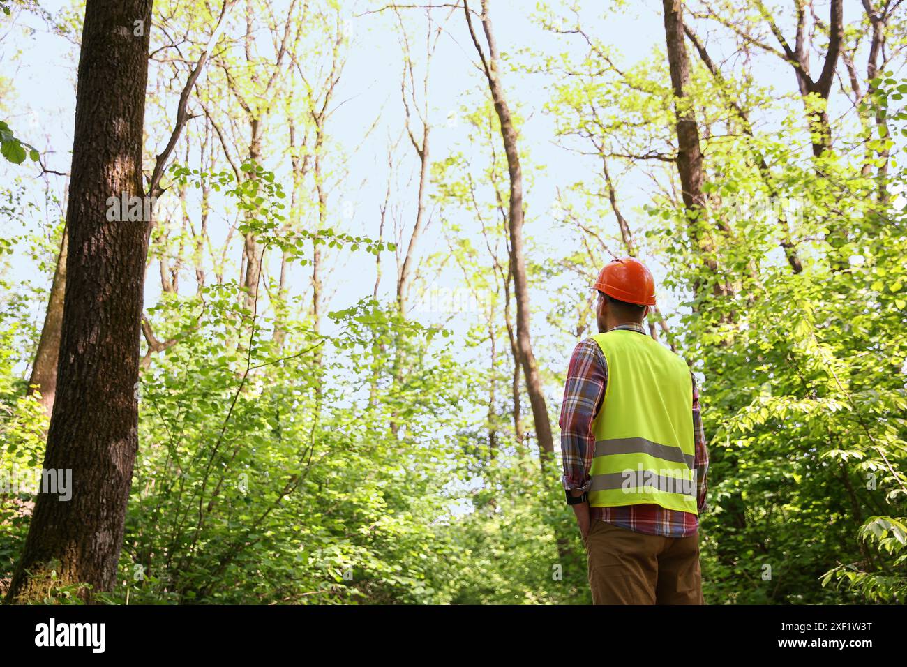Forester in hard hat examining plants in forest, back view Stock Photo ...