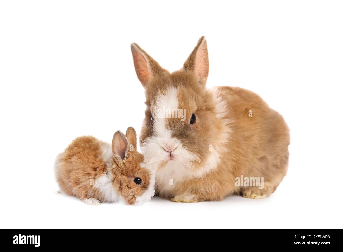 Mother rabbit and baby bunny isolated on white Stock Photo - Alamy