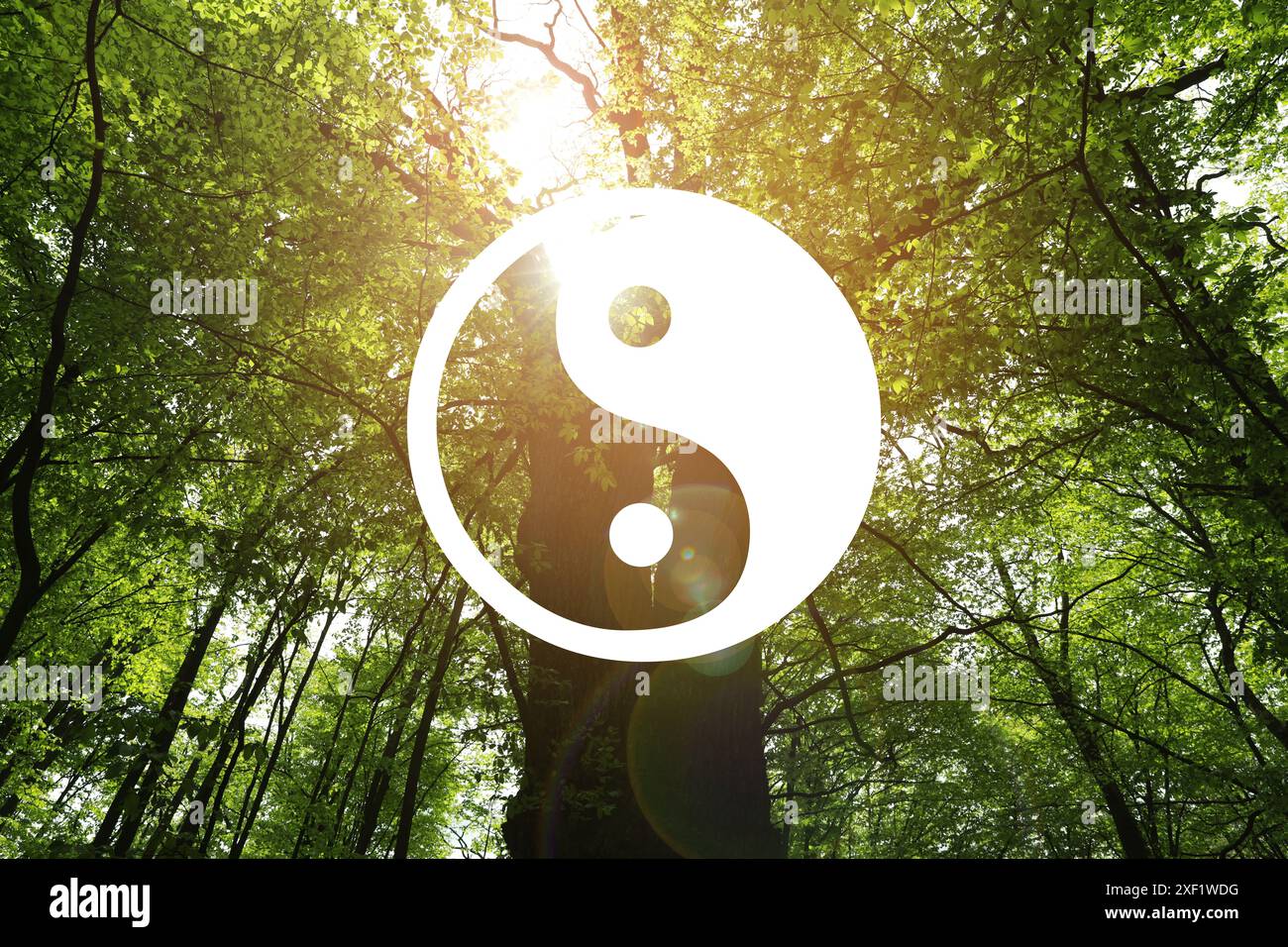 Yin and yang symbol against sunlit tree in nature Stock Photo - Alamy