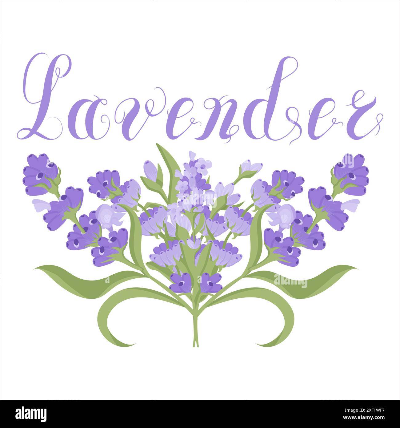 Lettering Lavender. Vector illustration isolated on white background ...