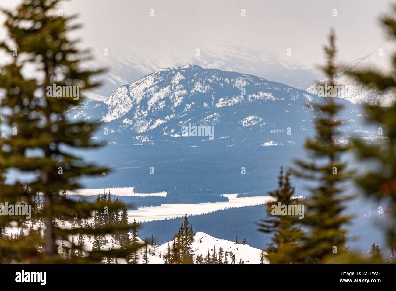 Explore stunning pine forests hi-res stock photography and images - Alamy
