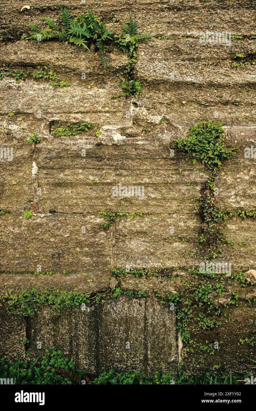 Coquina stone fort hi-res stock photography and images - Alamy
