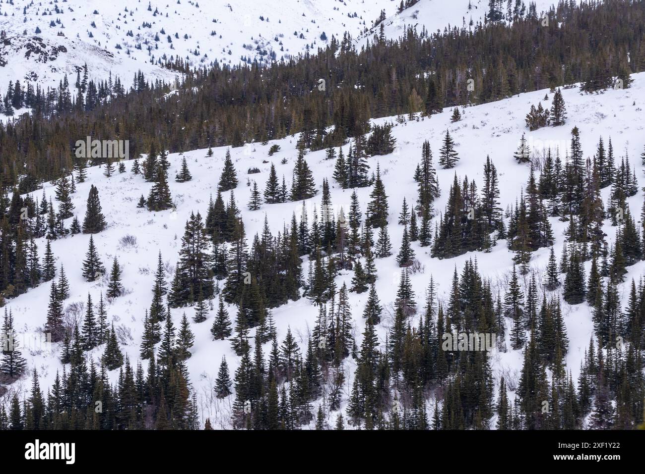 Explore stunning pine forests hi-res stock photography and images - Alamy