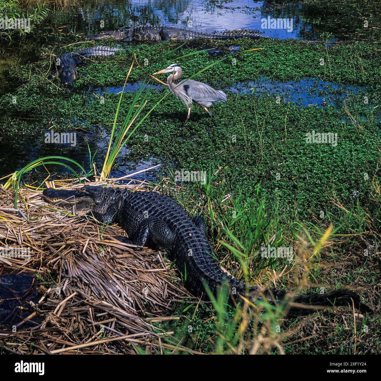 Everglades National Park, Florida. Heron walks stealthily between two ...