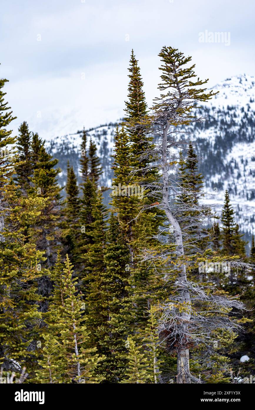 Stunning winter boreal forest landscape in northern British Columbia ...