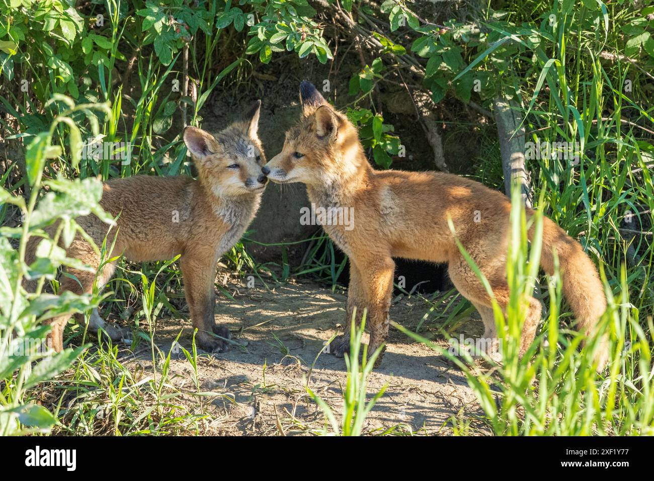 Red fox siblings look like they are close Stock Photo - Alamy