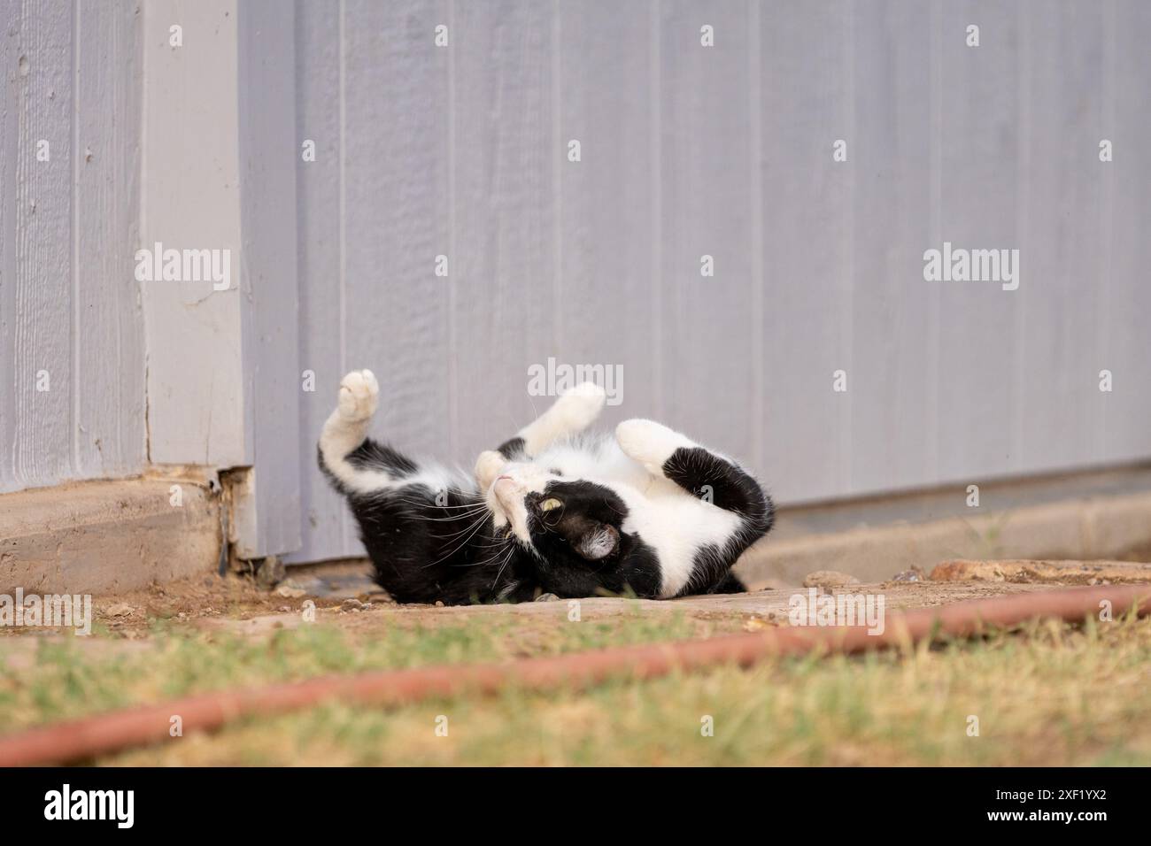 Black and white barn cat rolling around the ground enjoying the nice ...