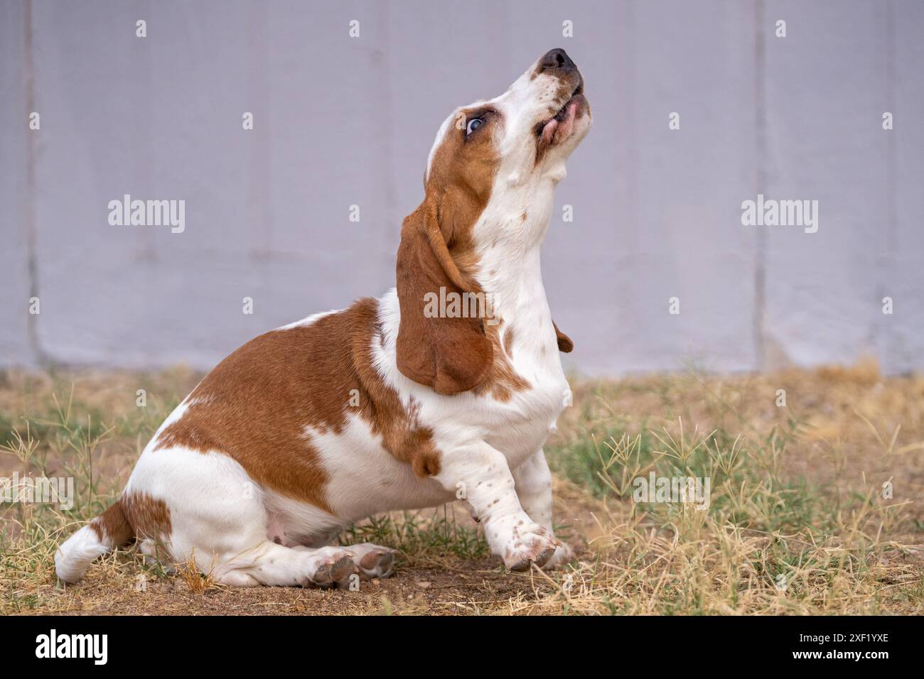 Funny Basset Hound puppy shaking her head and playing in the dry grass ...