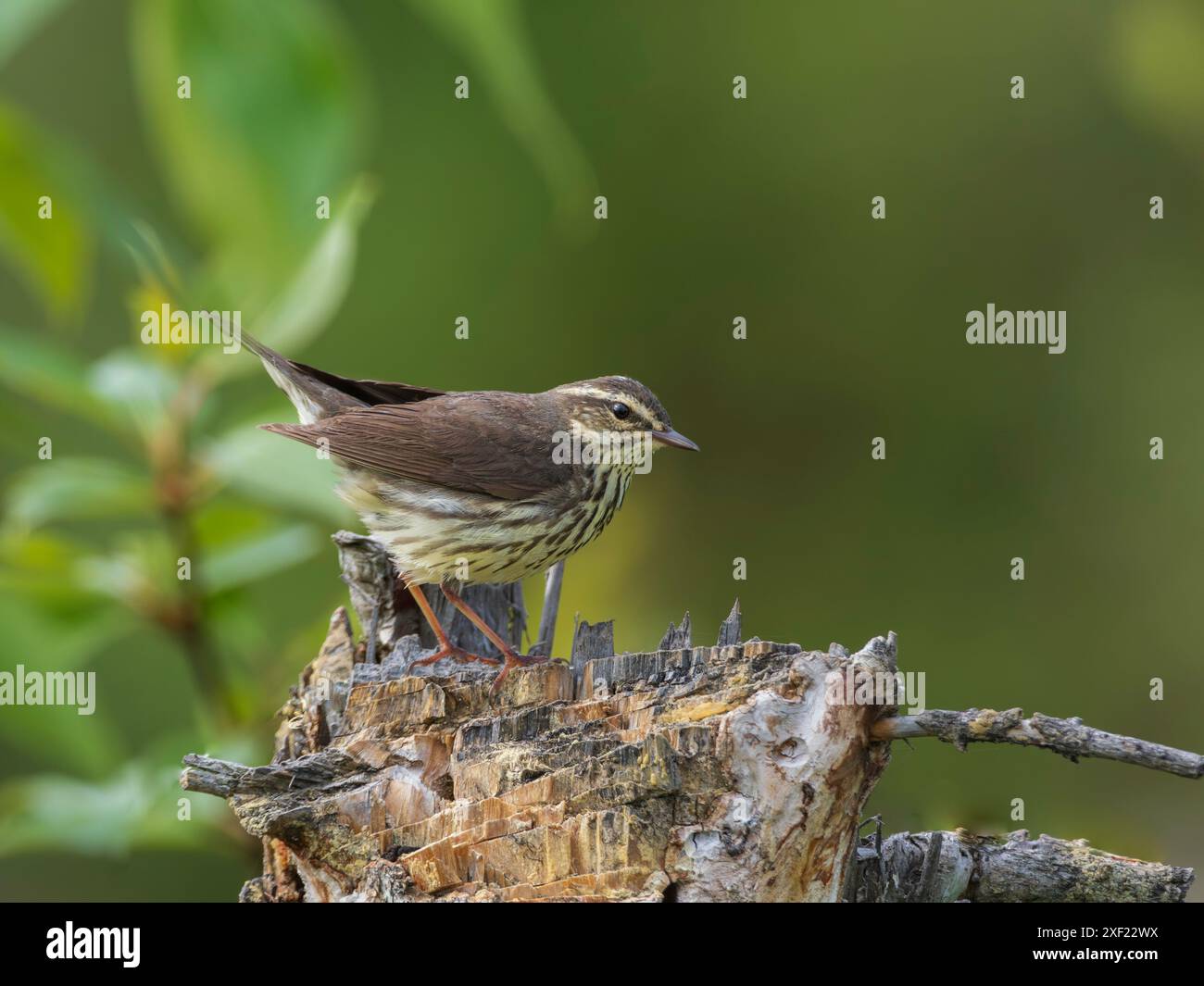 Alaska bird migration hi-res stock photography and images - Alamy