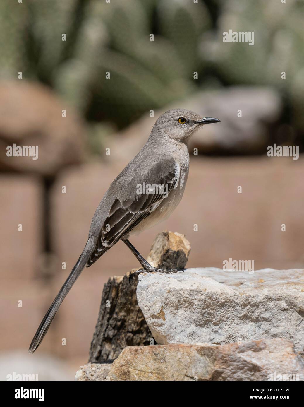 Northern Mockingbird Bird in Arizona Stock Photo - Alamy