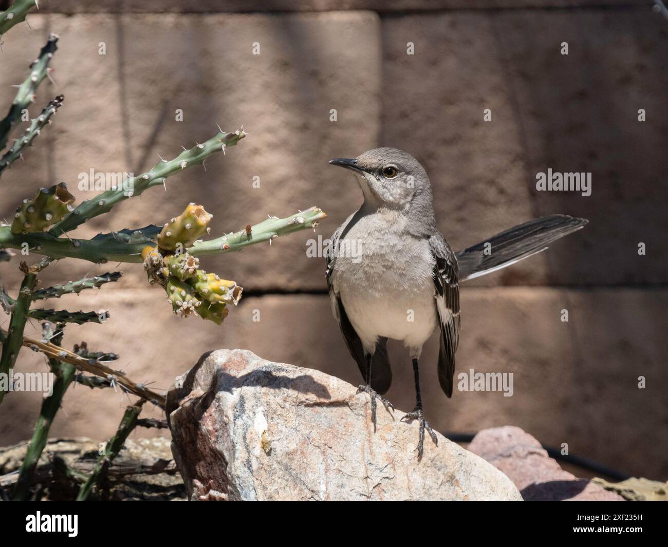 Northern Mockingbird Bird in Arizona Stock Photo - Alamy