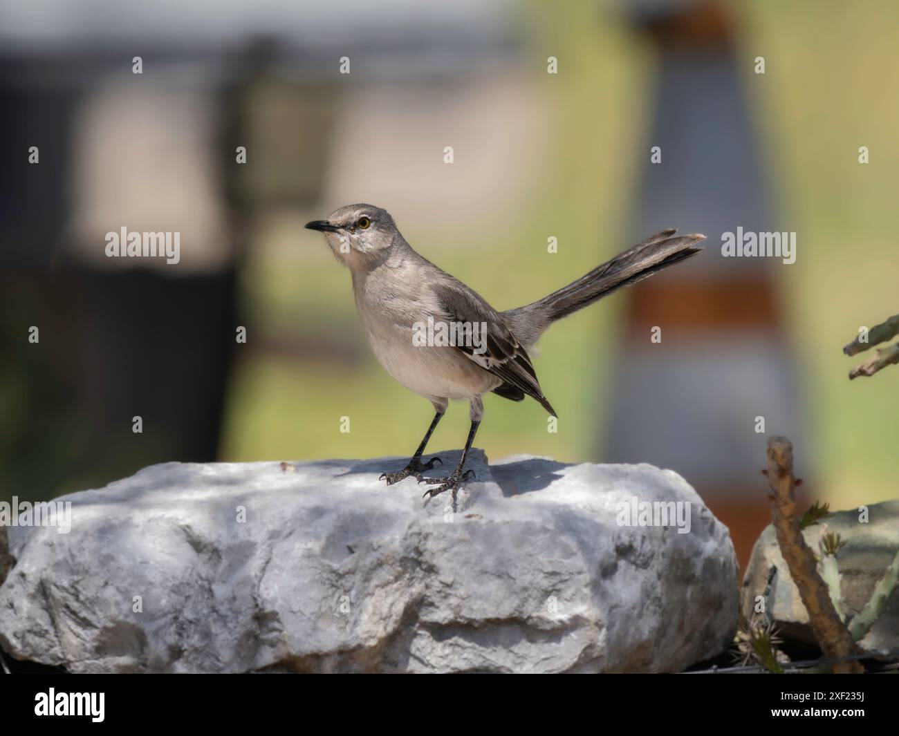 Northern Mockingbird Bird in Arizona Stock Photo - Alamy