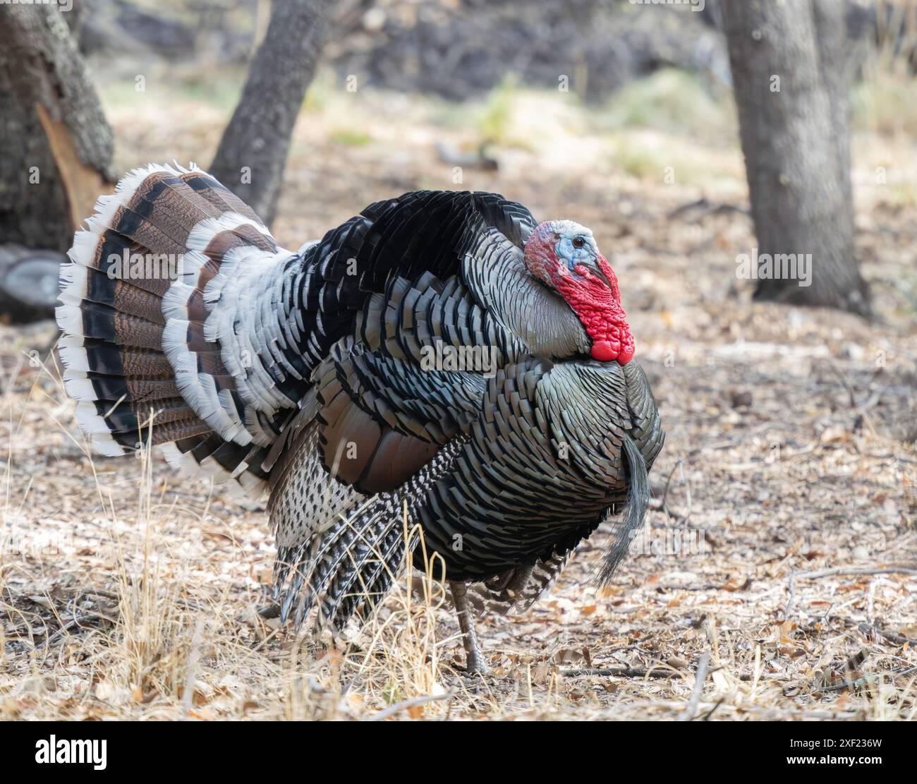 Male wild turkey closeup hi-res stock photography and images - Alamy
