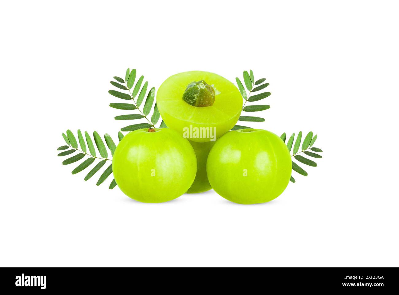 Fresh Amla (Indian gooseberry) fruits with cut in half and leaves ...