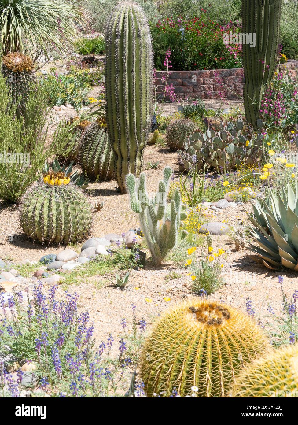 Xeriscaping arizona hi-res stock photography and images - Alamy