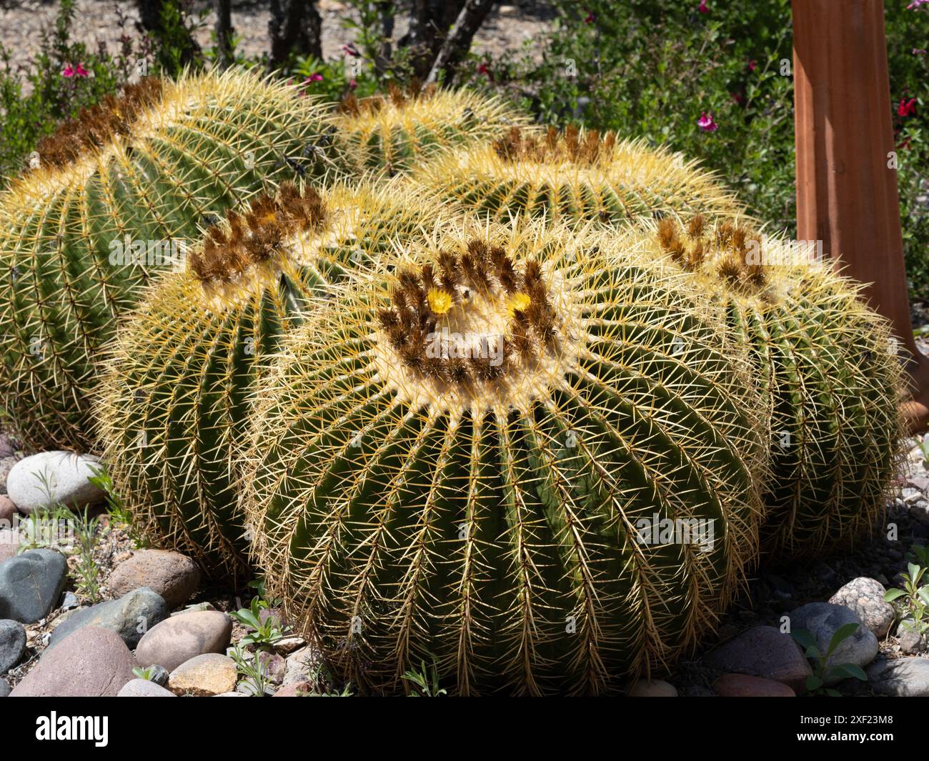 True barrel cactus hi-res stock photography and images - Alamy
