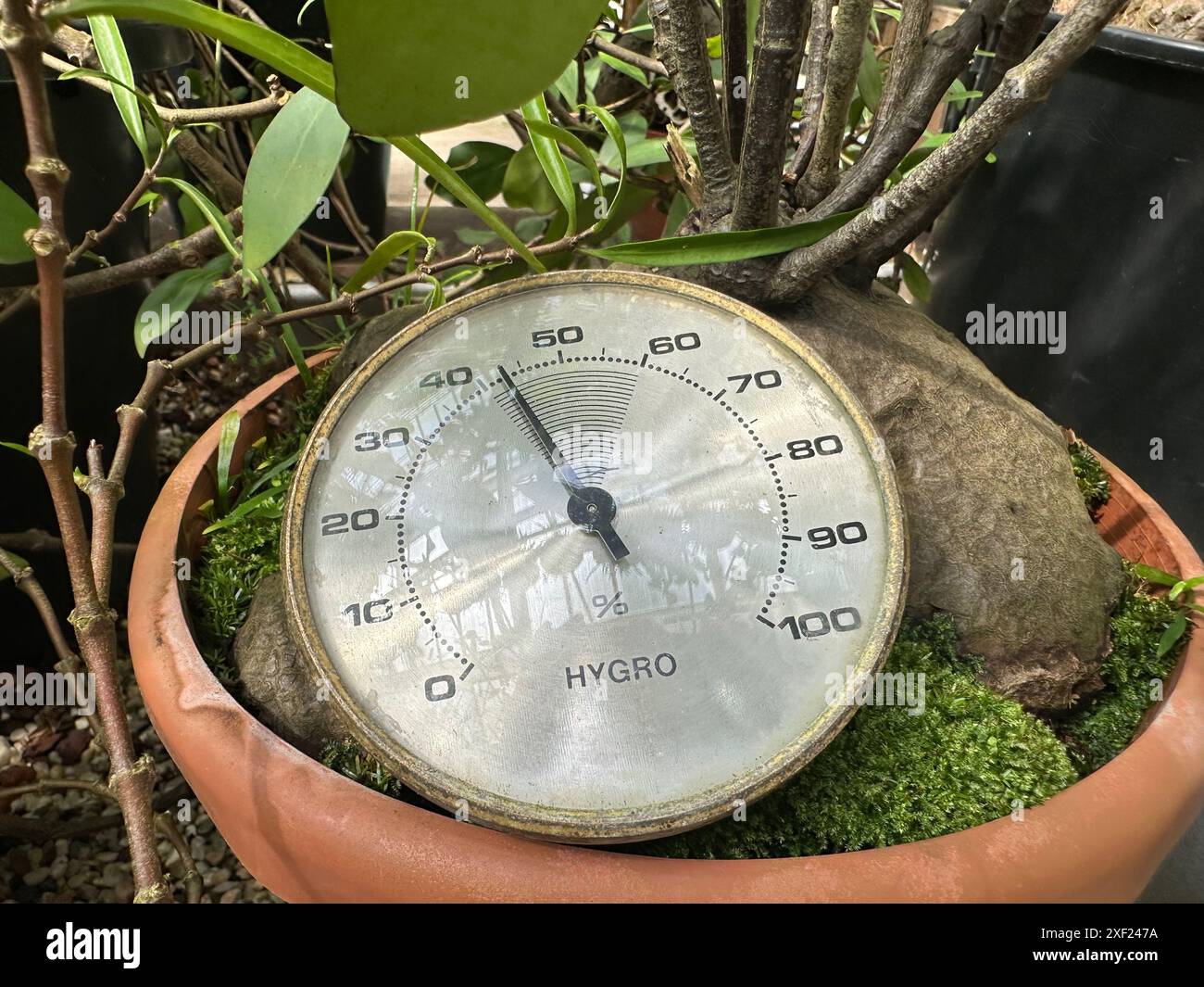 Mechanical hygrometer and potted plant in botanical garden Stock Photo ...