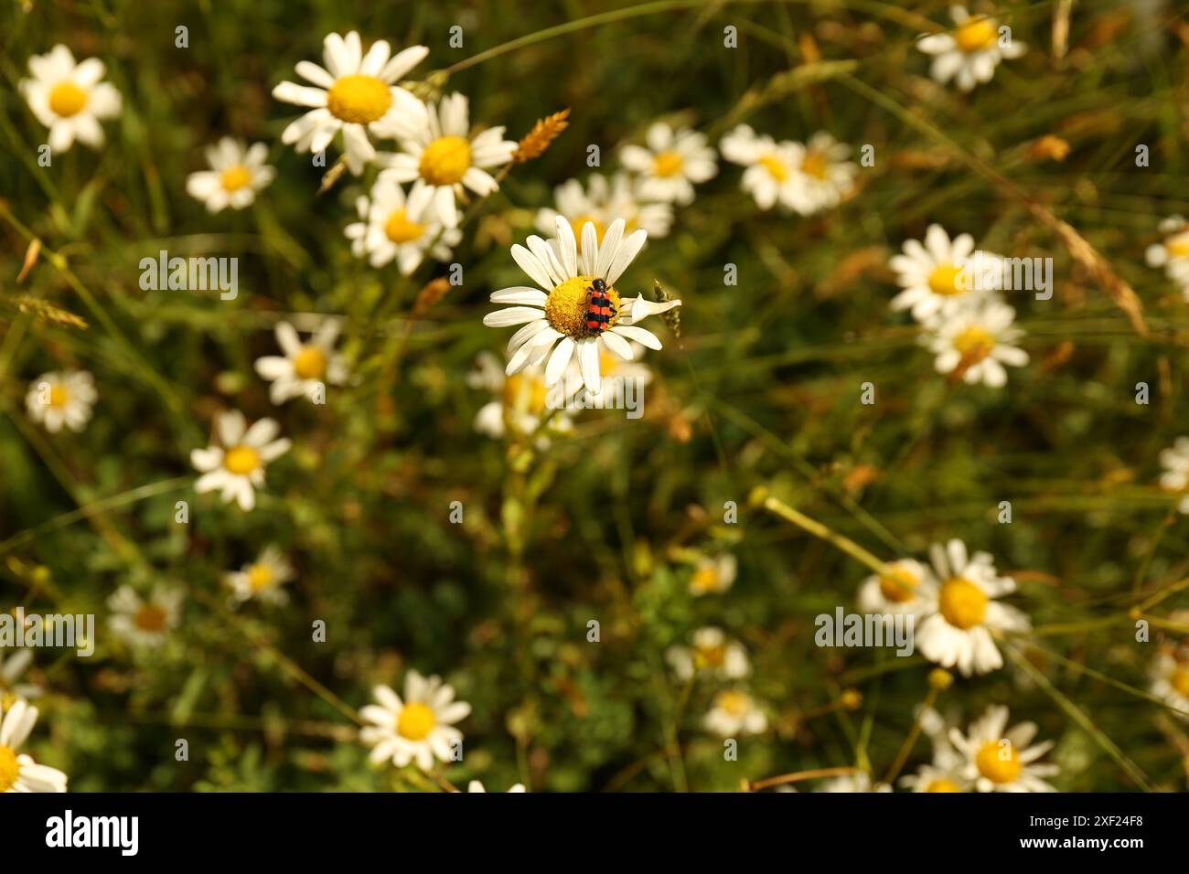 Insect sitting on beautiful chamomile outdoors, above view Stock Photo ...