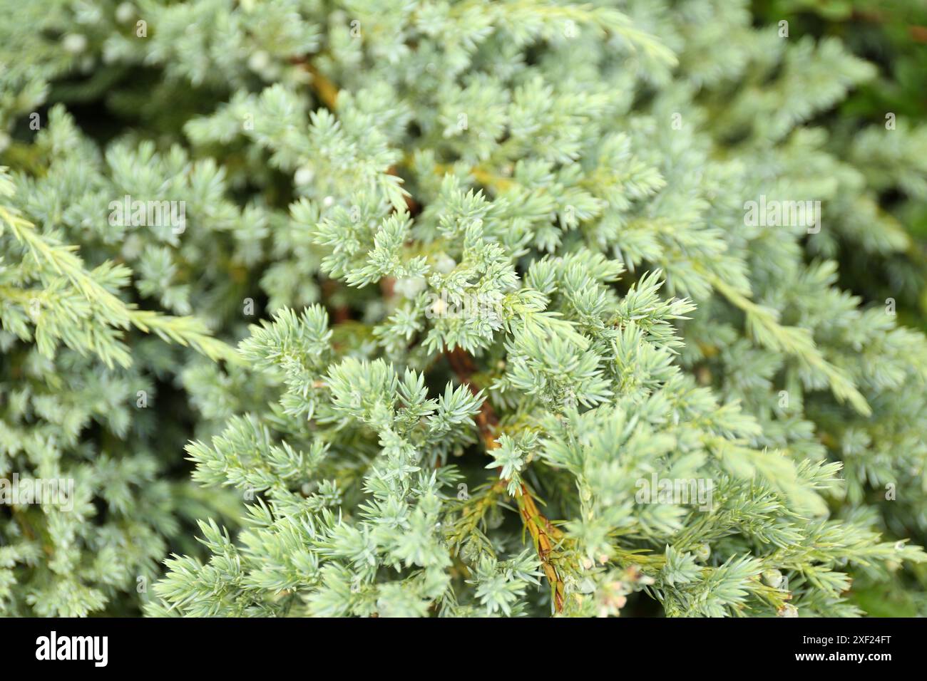 Closeup juniper tree branches hi-res stock photography and images - Alamy