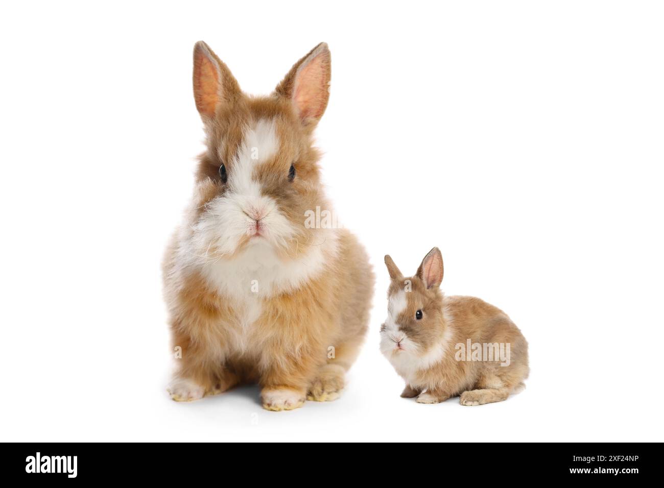 Mother rabbit and baby bunny isolated on white Stock Photo - Alamy