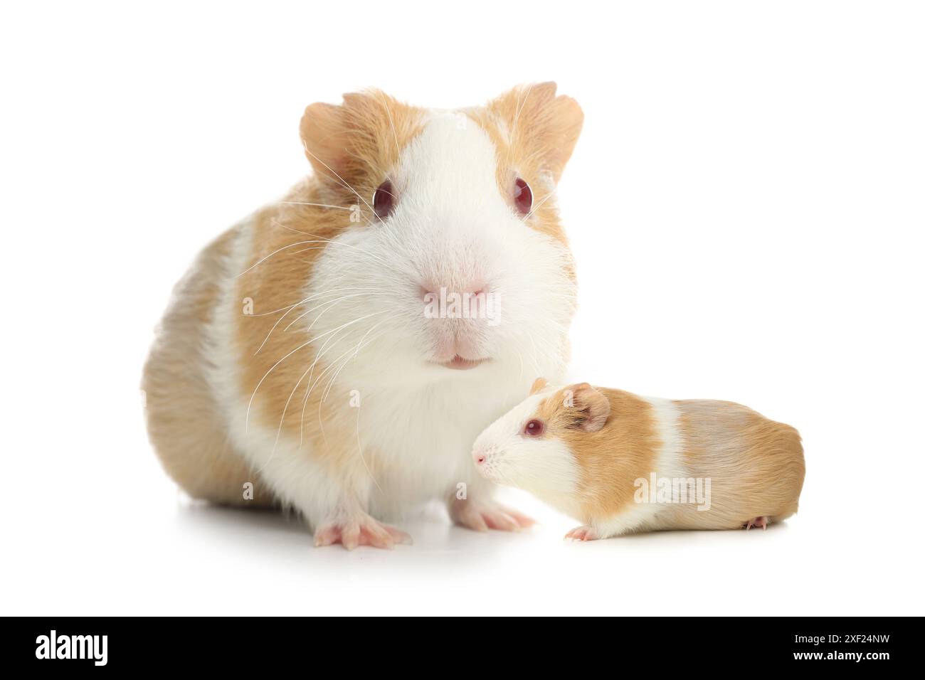 Mother guinea pig and baby pup isolated on white Stock Photo - Alamy