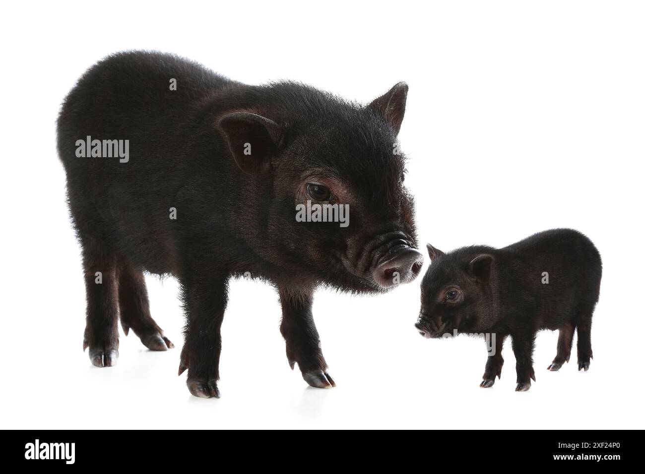 Mother pig and baby piglet isolated on white Stock Photo - Alamy