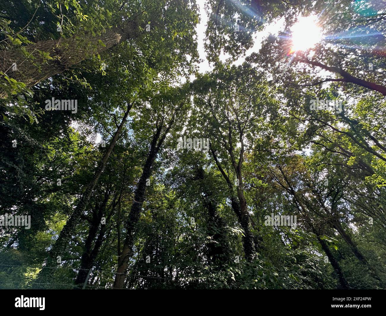 Beautiful trees with green leaves growing in park, bottom view Stock ...