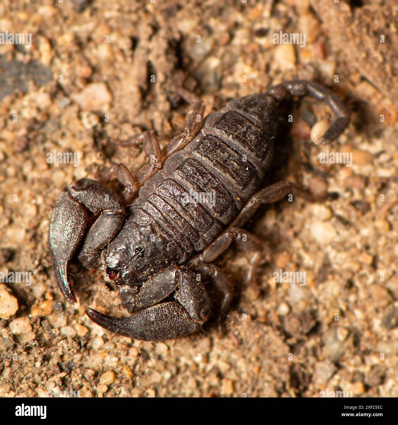 Dwarf Forest Scorpion also called Liocheles australasiae is a small ...
