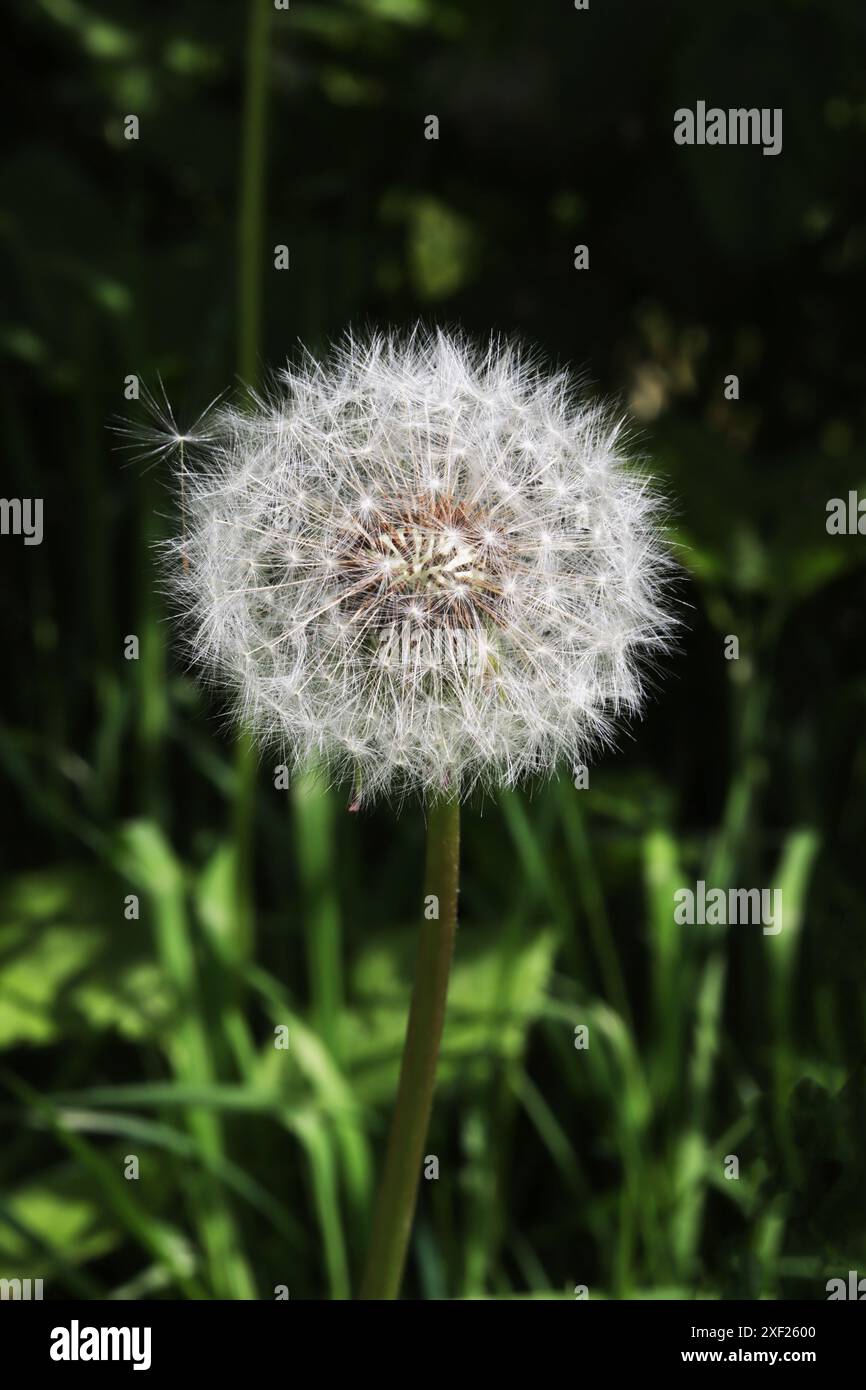 White dandelion in dark green grass in sunny weather, a ray of light ...