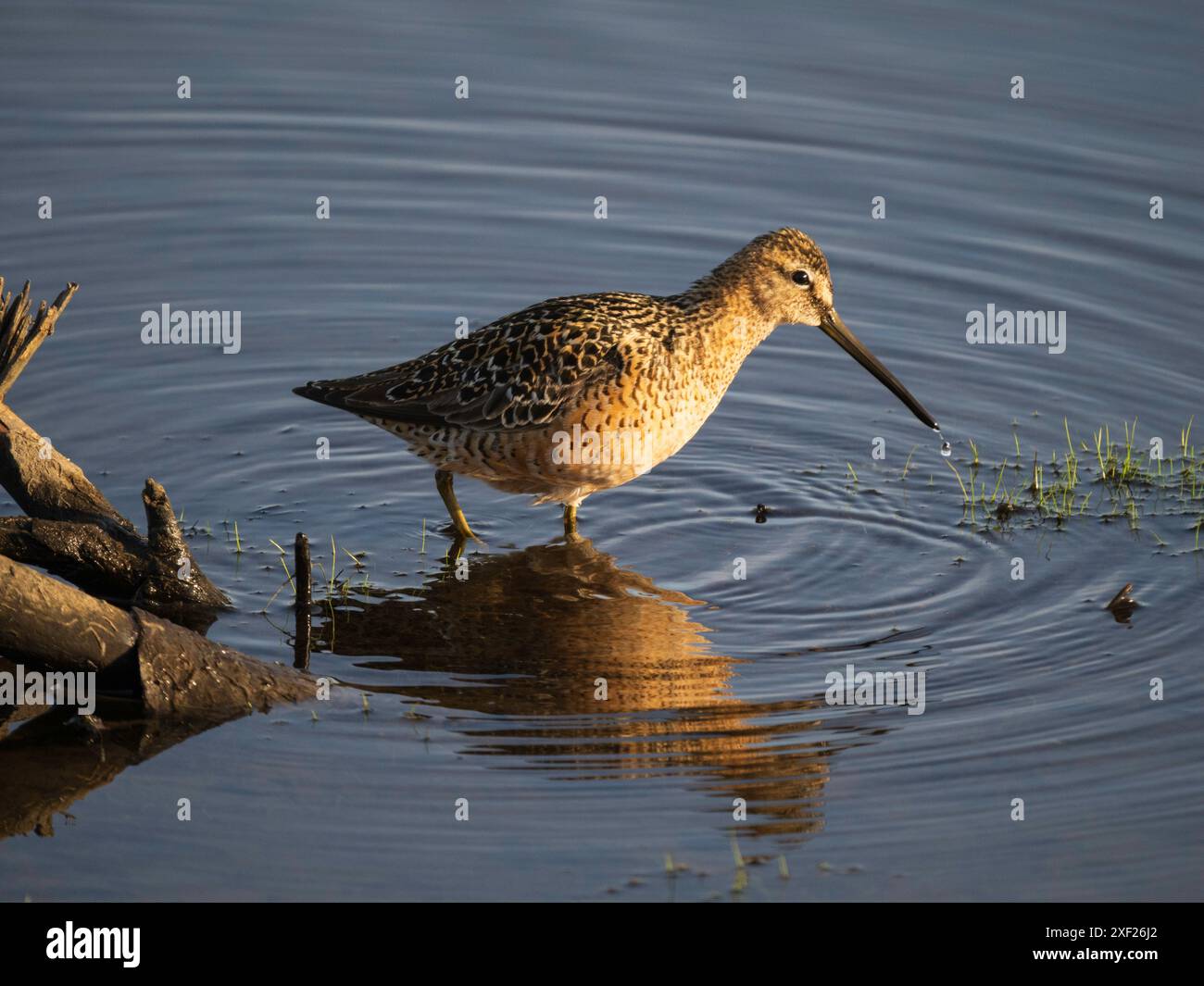 Long billed dowitcher bird hi-res stock photography and images - Alamy
