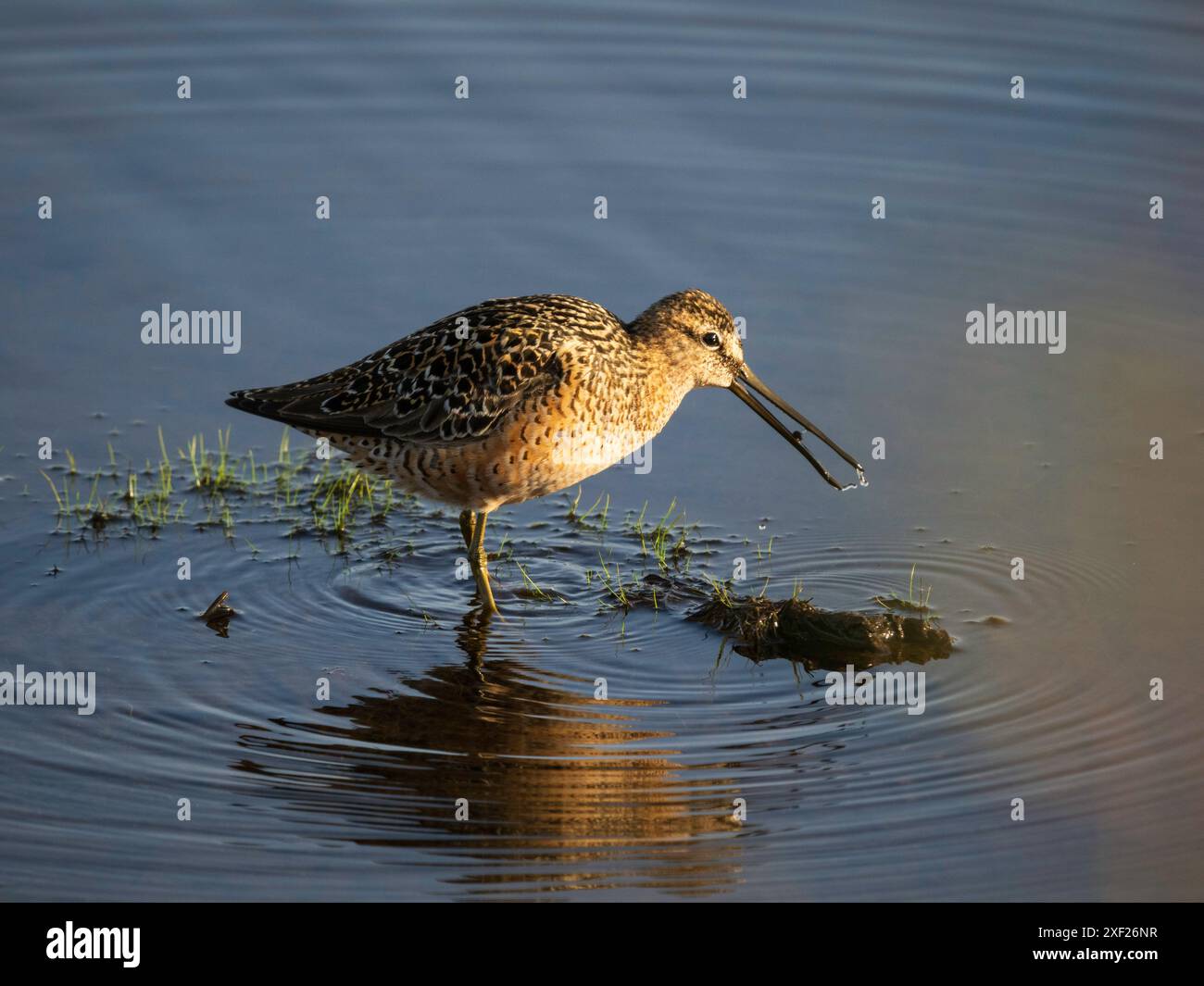 Long billed dowitcher bird hi-res stock photography and images - Alamy