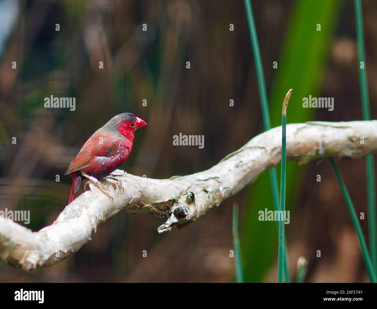 Wonderful tiny male Crimson Finch with bright eyes and vibrant plumage ...