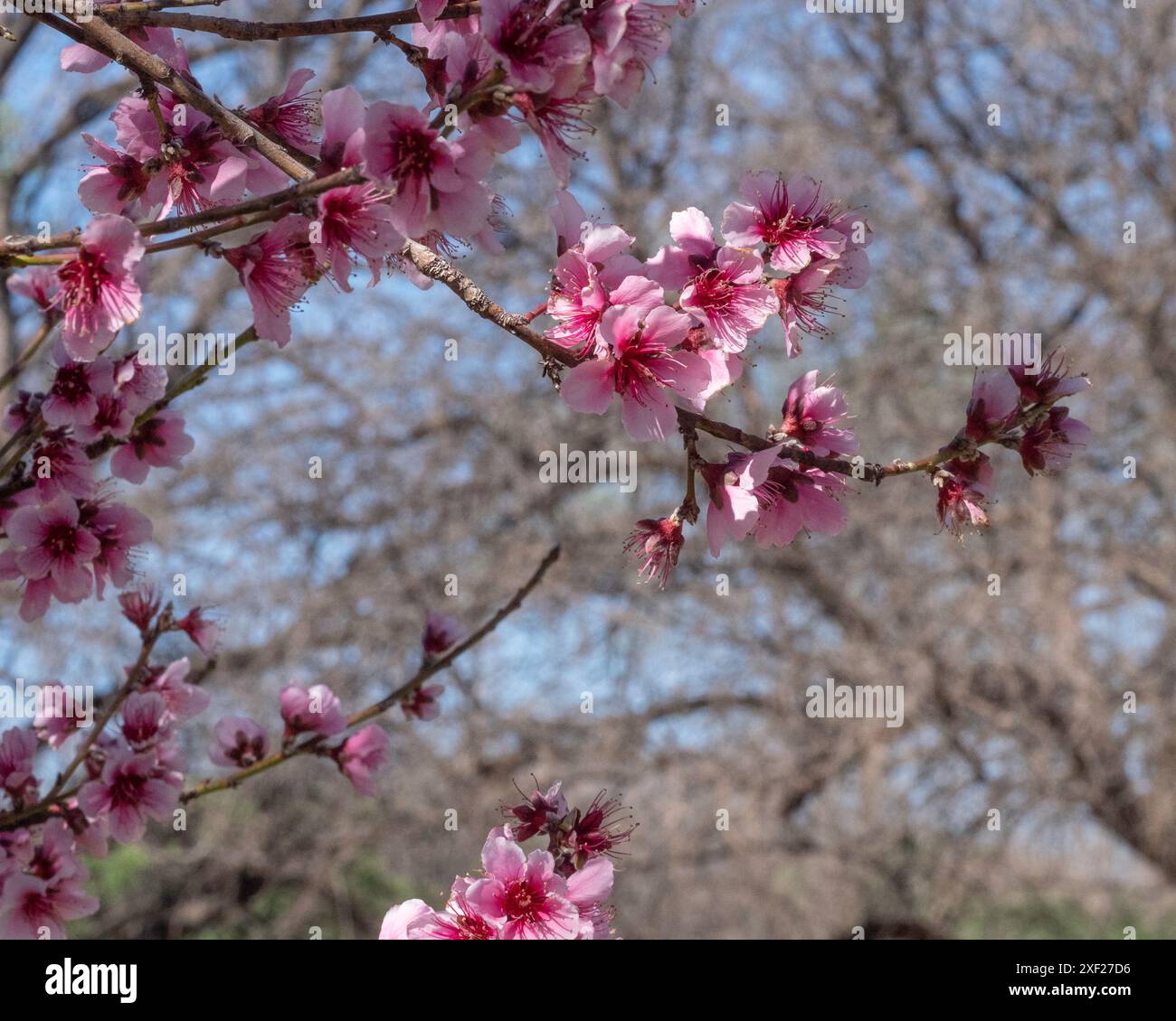Botany plum prunus domestica hi-res stock photography and images - Alamy