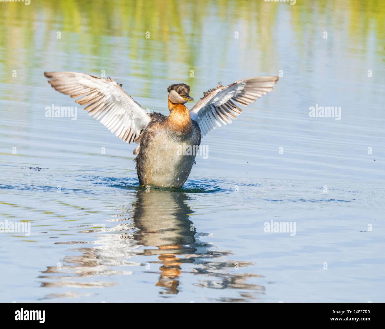 A Red-necked Grebe Having A Good Stretch Stock Photo - Alamy