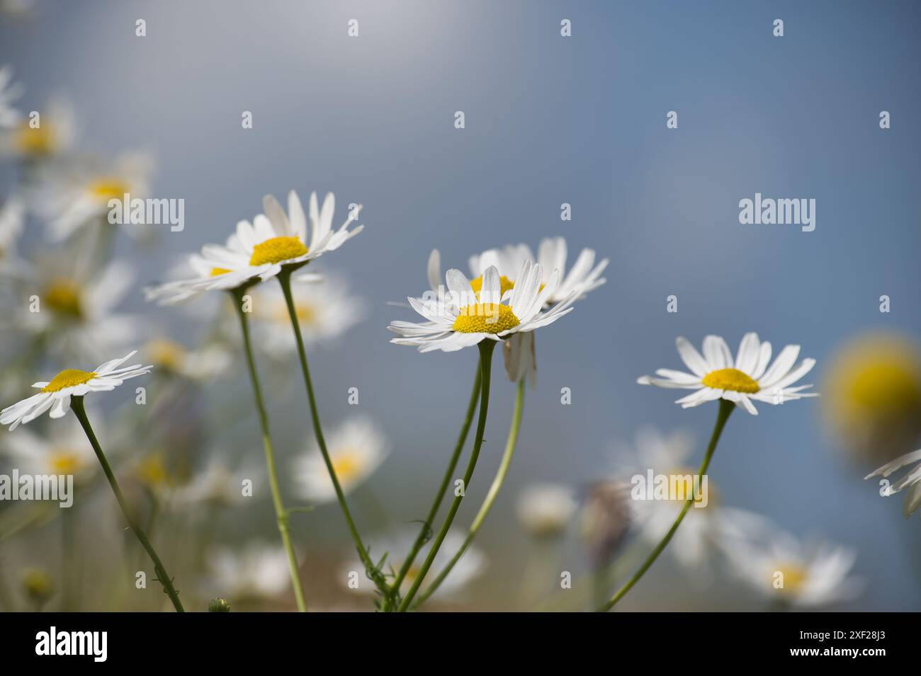 A close-up shot of beautiful chamomile flowers blooming in a sunny ...