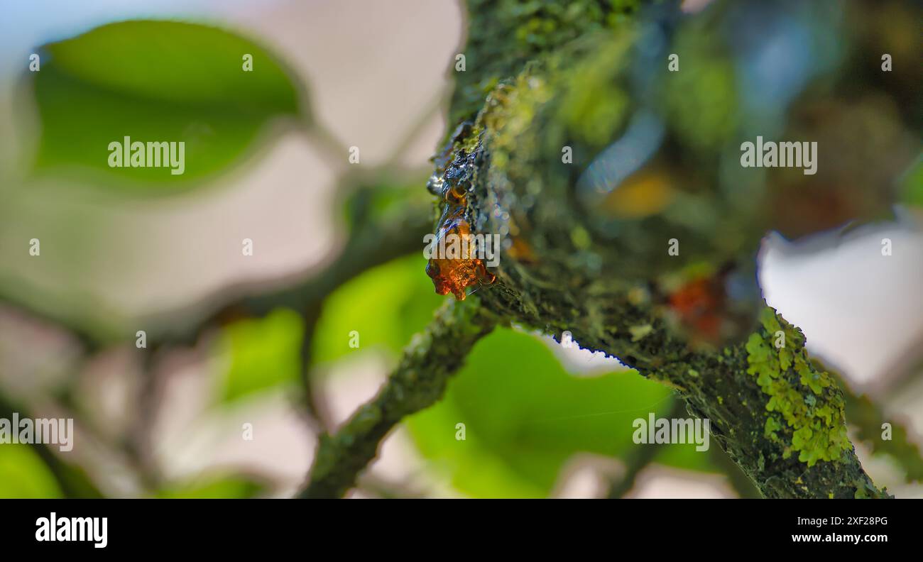 Detailed close-up photo of tree sap or resin dripping from a moss ...