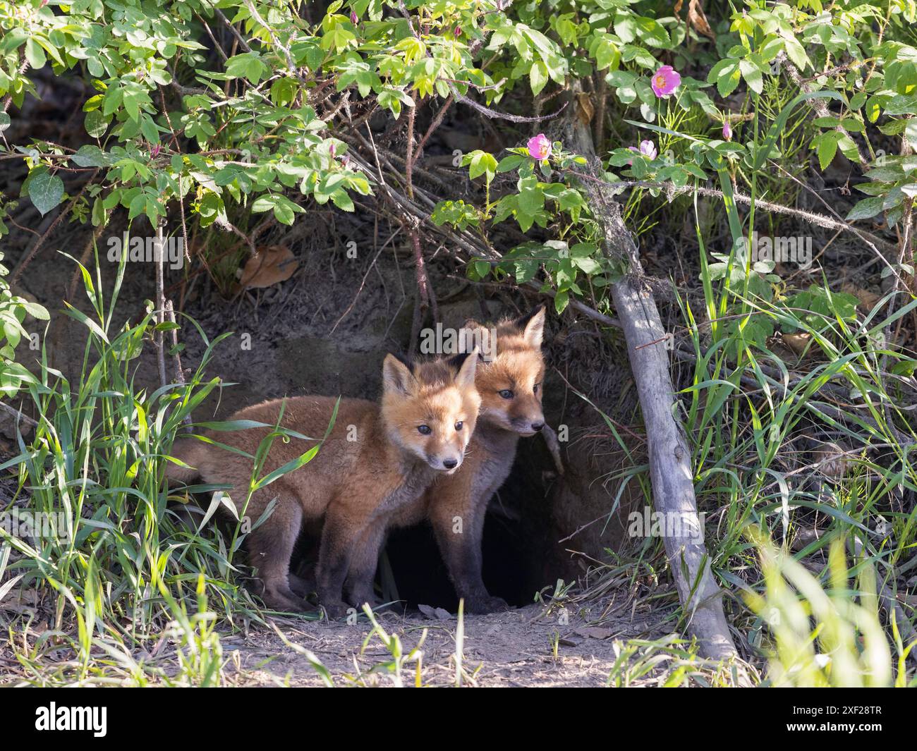 Red fox siblings look like they are close Stock Photo - Alamy
