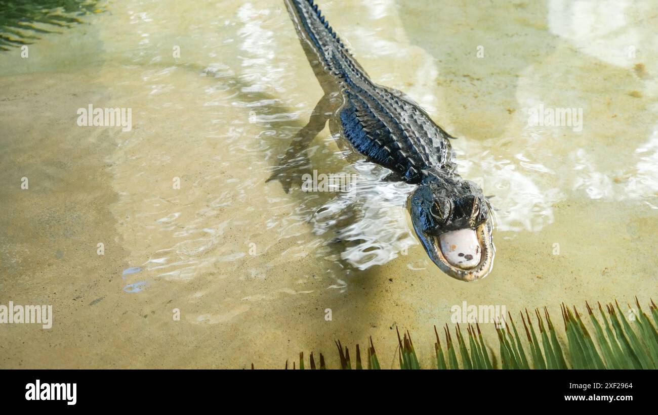 Famous Jawless Alligator Jawlene Resting on Rock with Sharp Teeth in ...