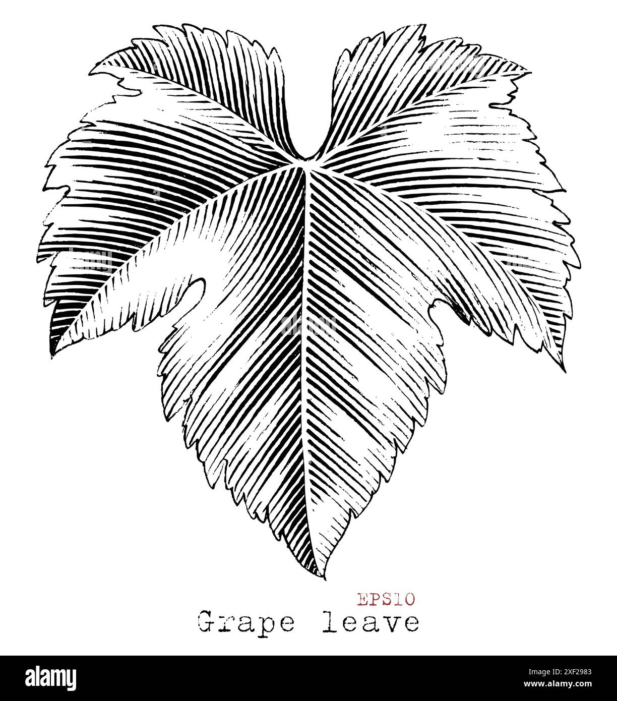 Grape leave hand drawing vintage style black and white clip art Stock ...