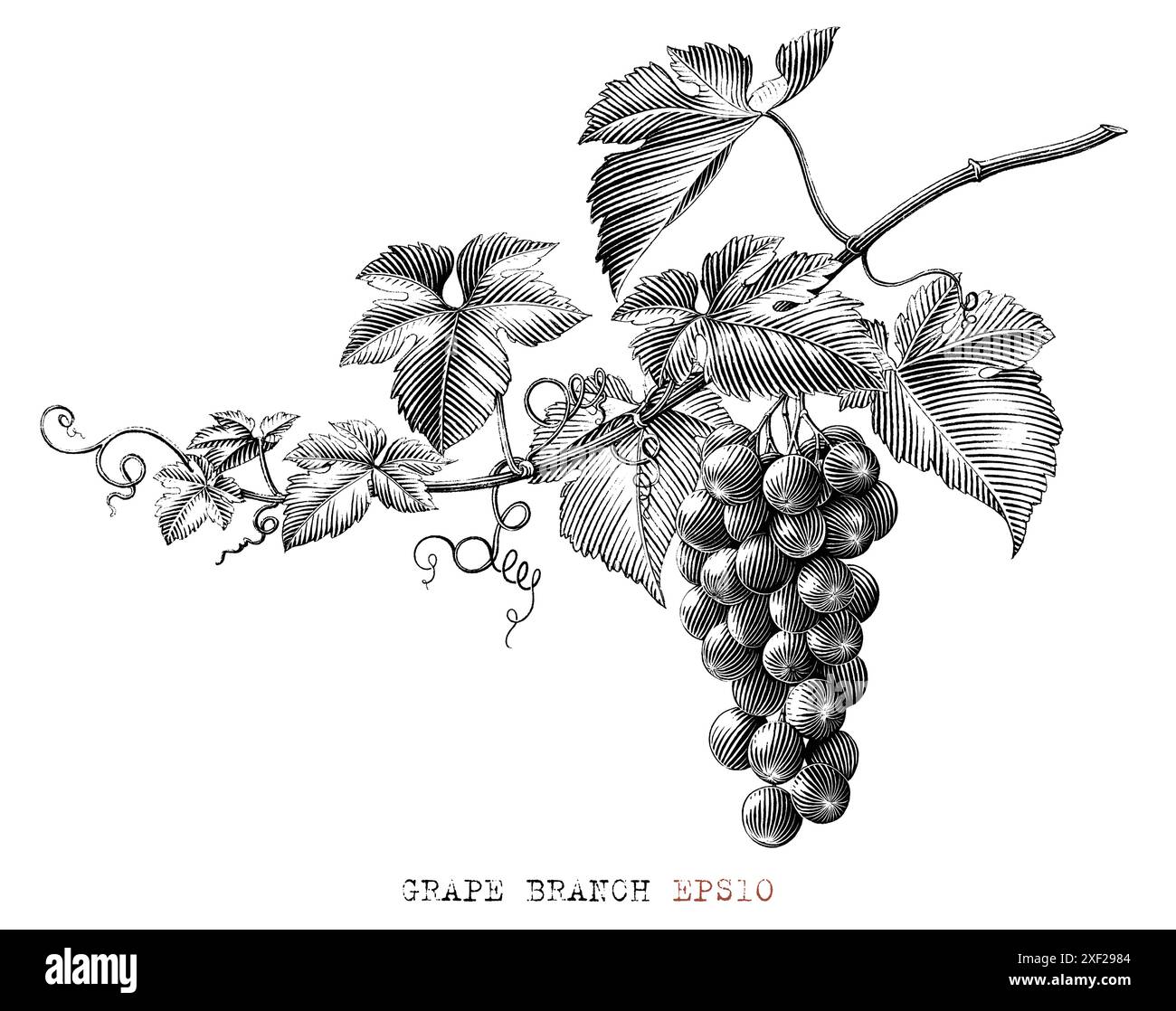 Grape branch hand drawing vintage style black and white clip art Stock ...