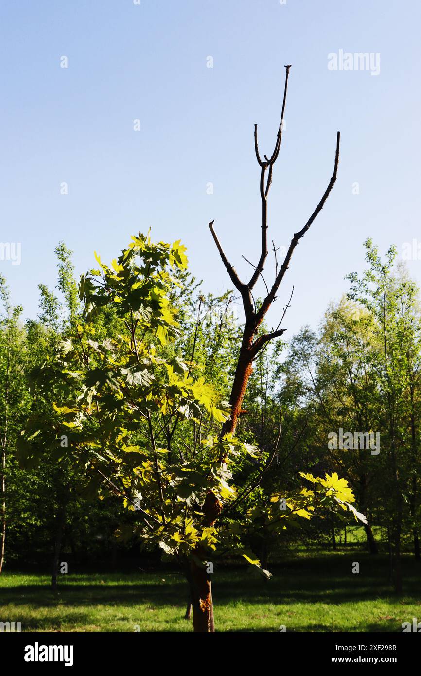 Young small tree with few leaves in the forest in summer Stock Photo ...