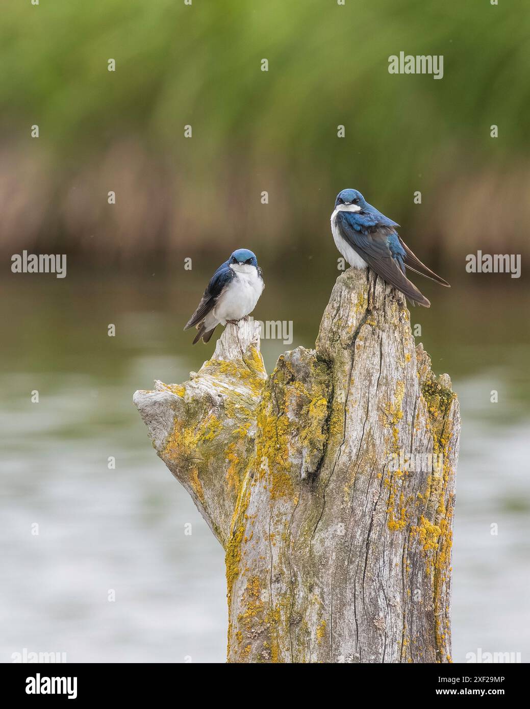 A Tree Swallow Pair on an old Tree Stump Stock Photo - Alamy