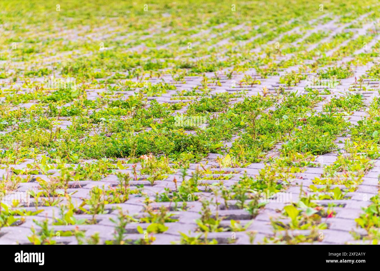 Green grass growing through the cobble stones, outdoor garden flooring ...