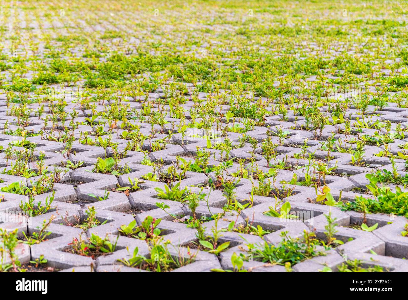 Green grass growing through the cobble stones, outdoor garden flooring ...