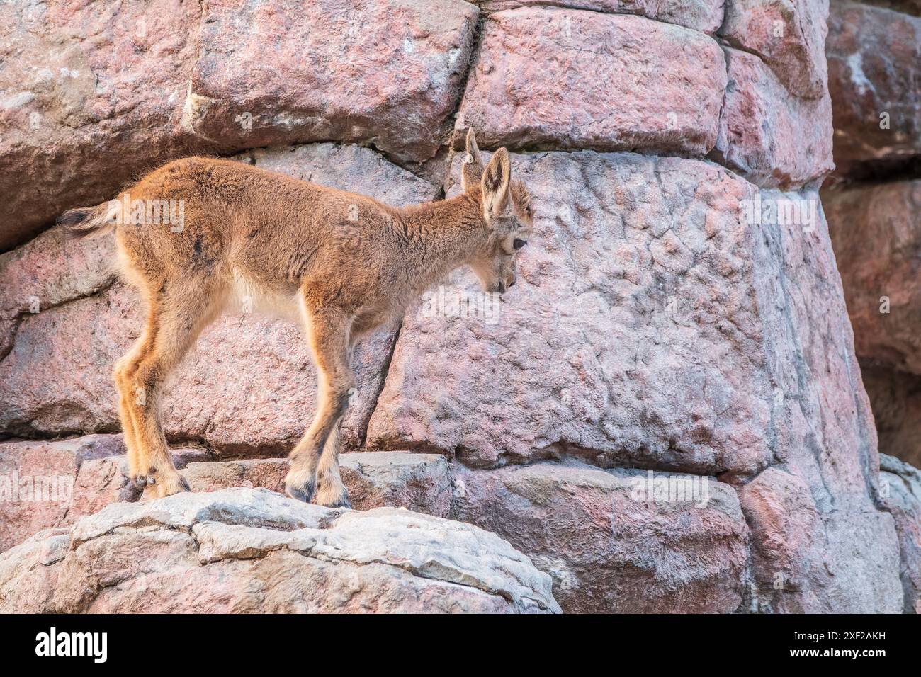Male feral goat hi-res stock photography and images - Alamy